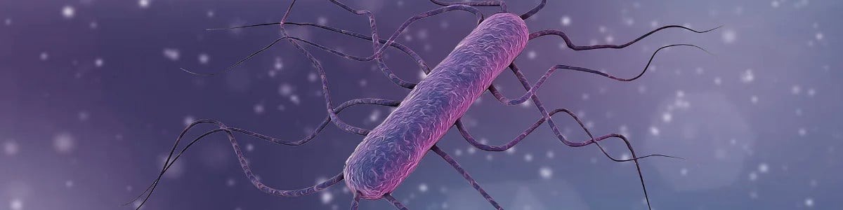 What is Listeria? Definition, Facts, Risks, Testing