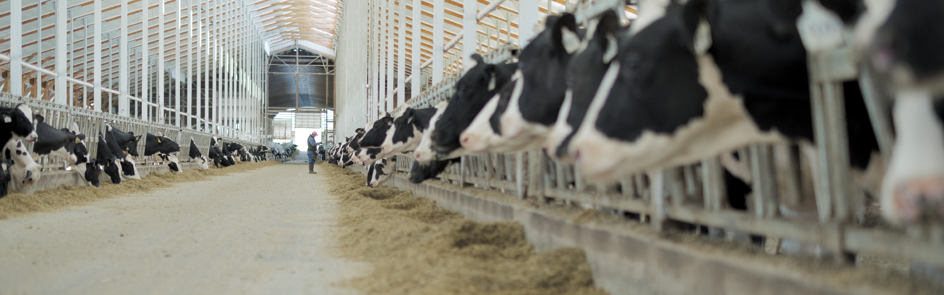 Neogen® Dairy Genomics
