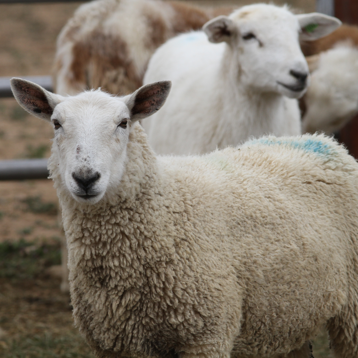 Ovine Health Traits | Neogen