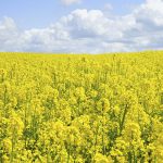 Should mustard-allergic people be wary of canola oil? | Neogen