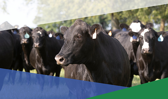 Prozap® | Insect Control Solutions