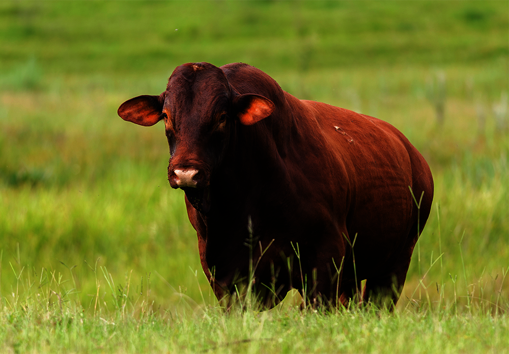 Santa Gertrudes Cattle Santa Gertrudis J&J Cattle Co