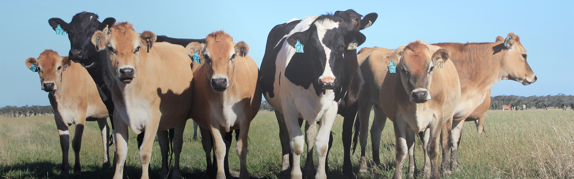 Livestock Genetic Traits & Conditions | Understand Your Livestock | Neogen