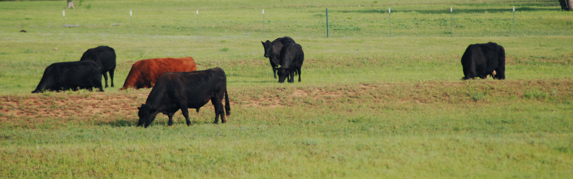 Igenity® Profiles | Maximize Your Herd’s Potential | Neogen