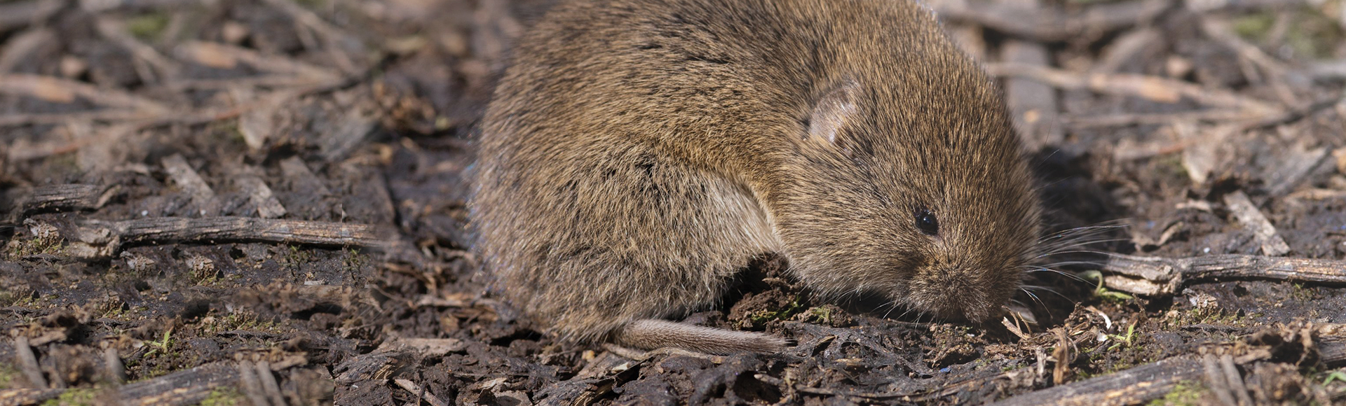 Rodent Control | Globally Trusted Provider of Rodenticides | Neogen
