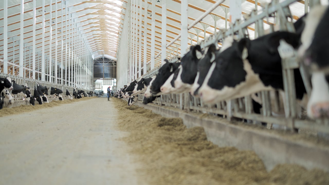 Does Genomic Testing Allow Dairy to Select Better Animals? | Neogen