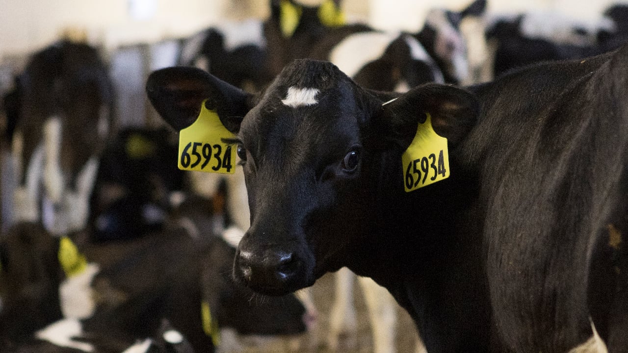 Genetic Insights: Enhancing Dairy Herds through DNA Testing | Neogen