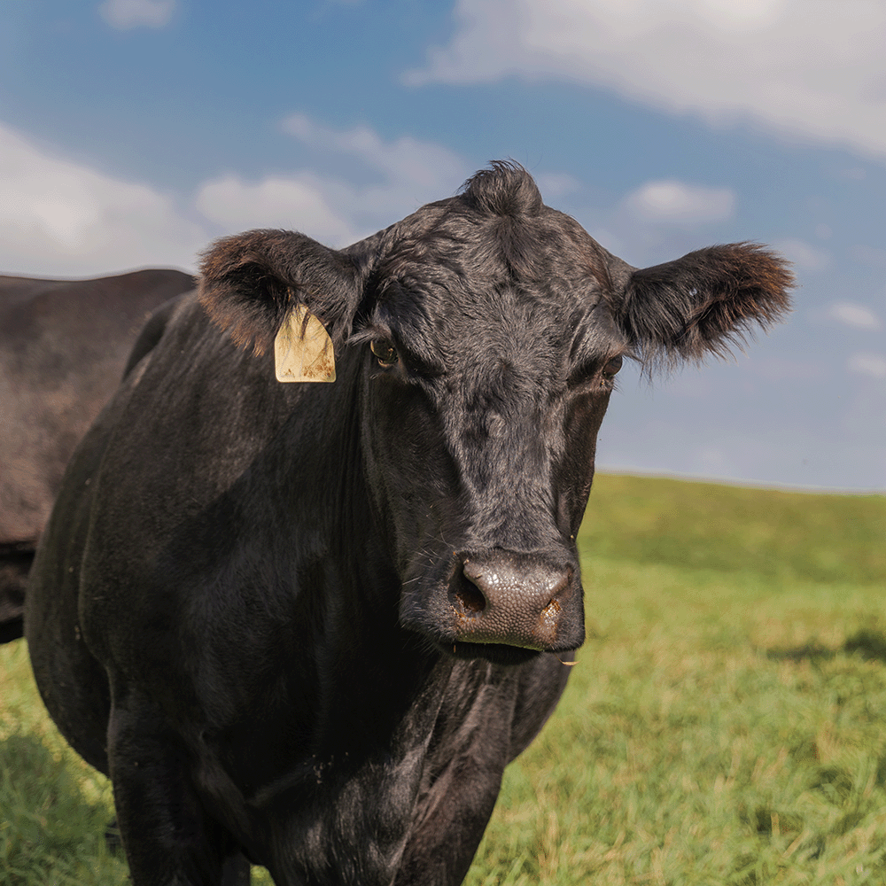 Igenity Beef | Genomics | Neogen
