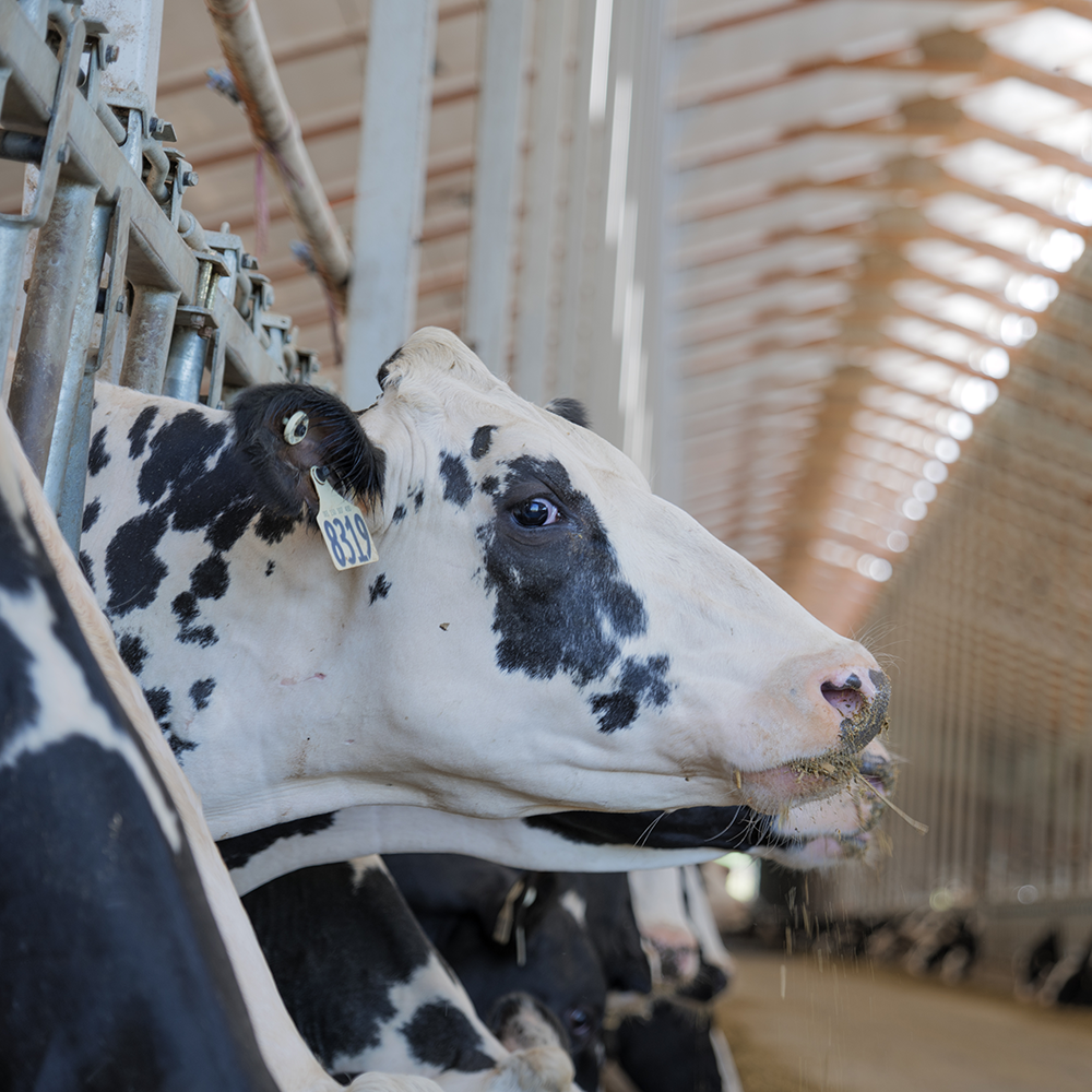 Igenity Select for Dairy | Genomics | Neogen