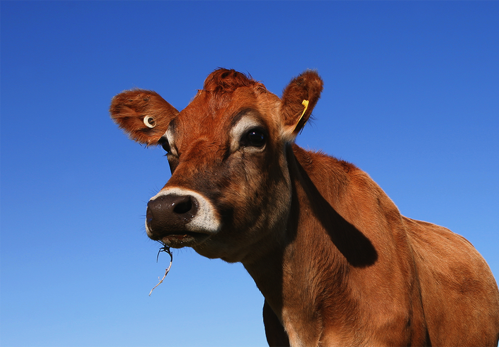 Igenity Milk Proteins | Genomics | Neogen