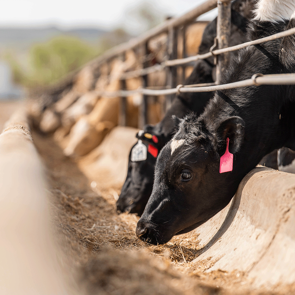 Igenity BeefxDairy | Genomics | Neogen