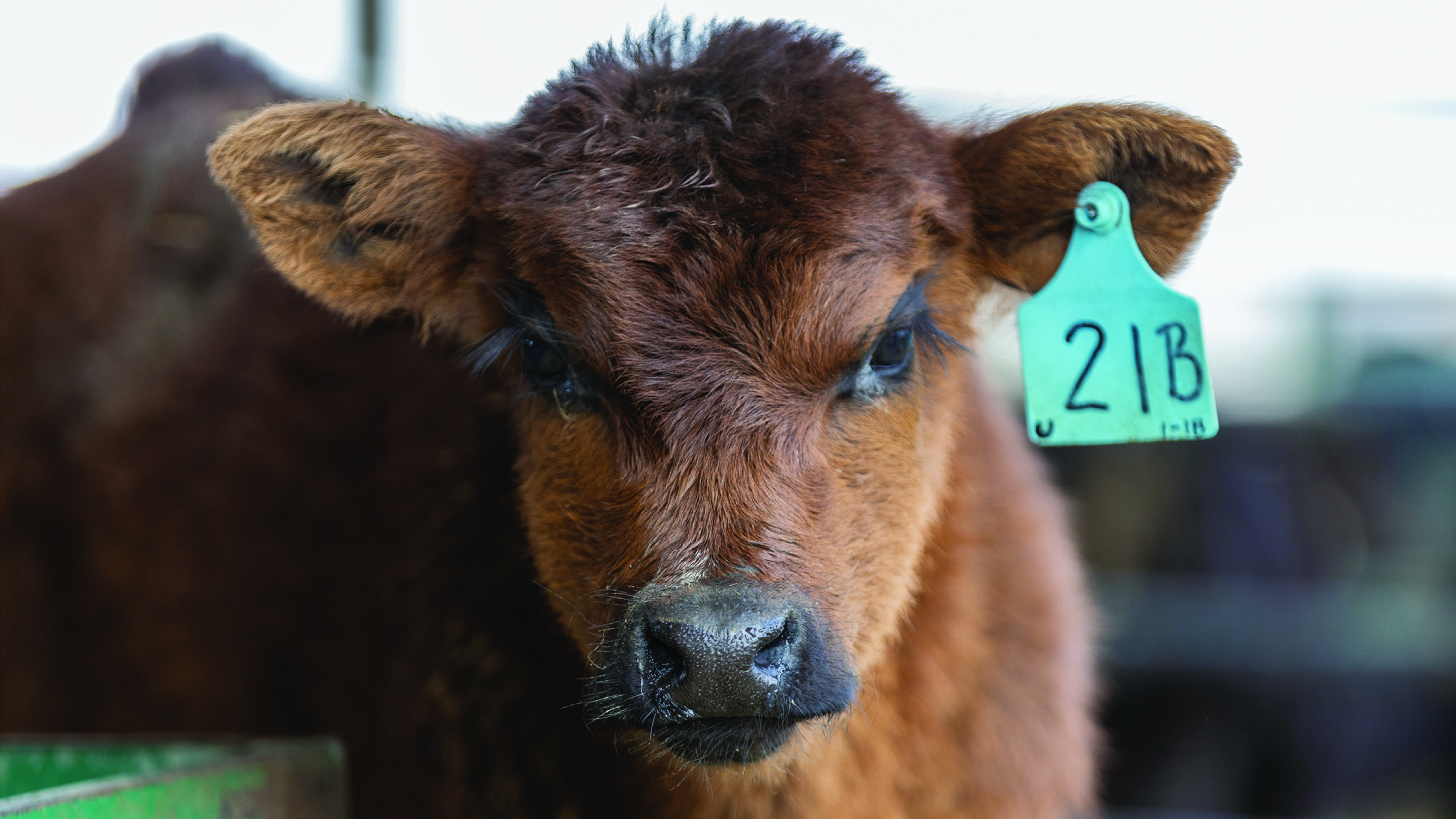 Genomics Importance in Breeding Beef on Dairy