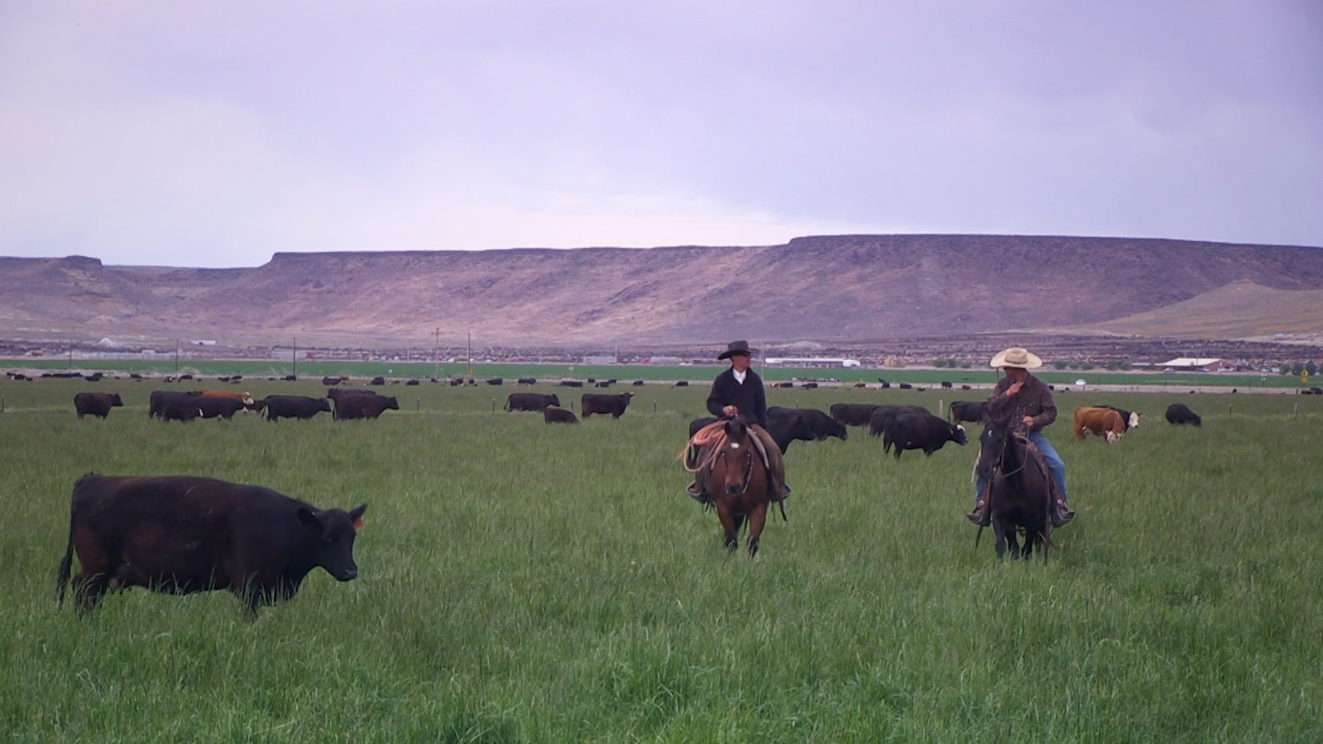 Beef | Expert Solutions for Every Stage of Beef Production | Neogen