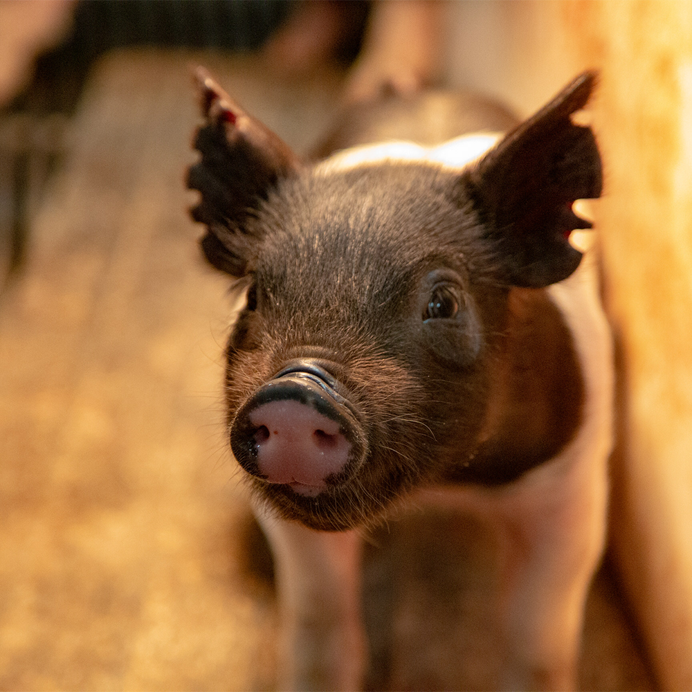 Igenity® Swine | Neogen