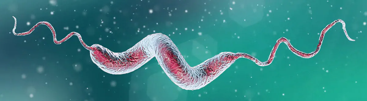 Campylobacter: Definition, Facts, Threats & Detection