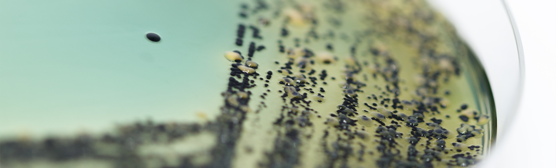 Microbiology | Neogen