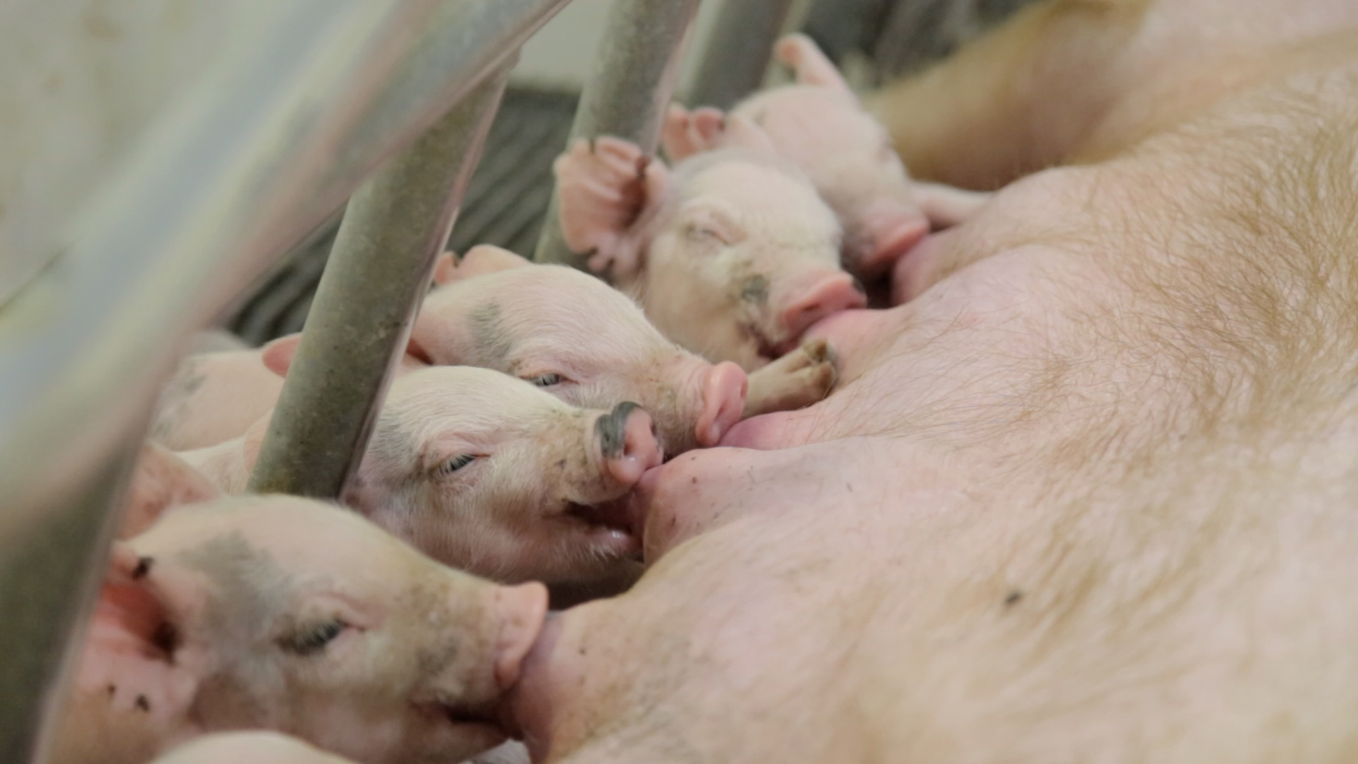 Swine | Expert Solutions for Every Stage of Swine Production