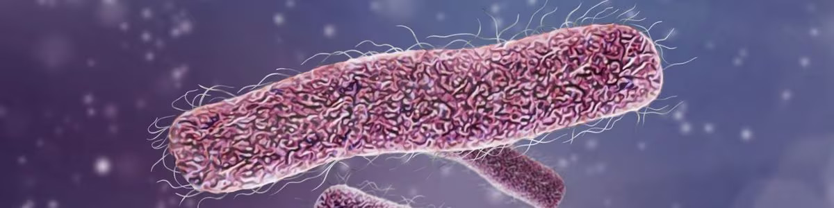 Microorganismos - Coliformes