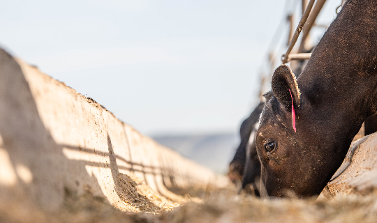 Neogen® Beef Genomics