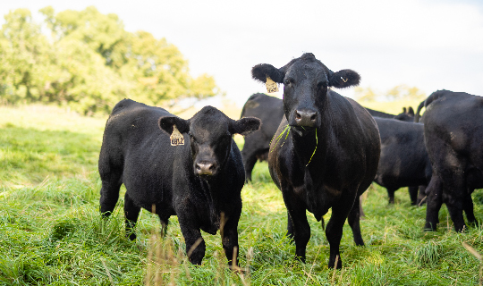 Neogen® Beef Genomics