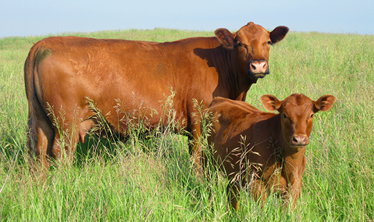 Beef | Expert Solutions for Every Stage of Beef Production