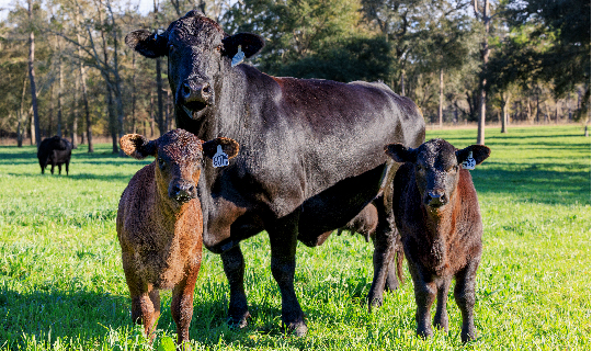 Neogen® Beef Genomics
