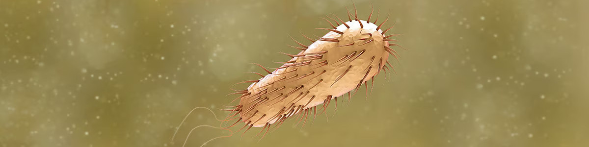 E. Coli: Definition, Facts, Risks & Testing