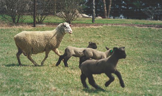 Sheep & Goat | Supporting Every Step of the Sheep & Goat Industry