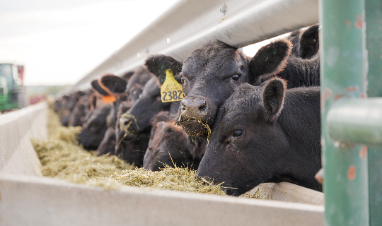 Neogen® Beef Genomics
