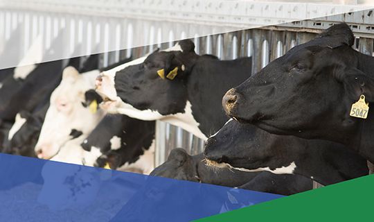 Prozap® | Insect Control Solutions