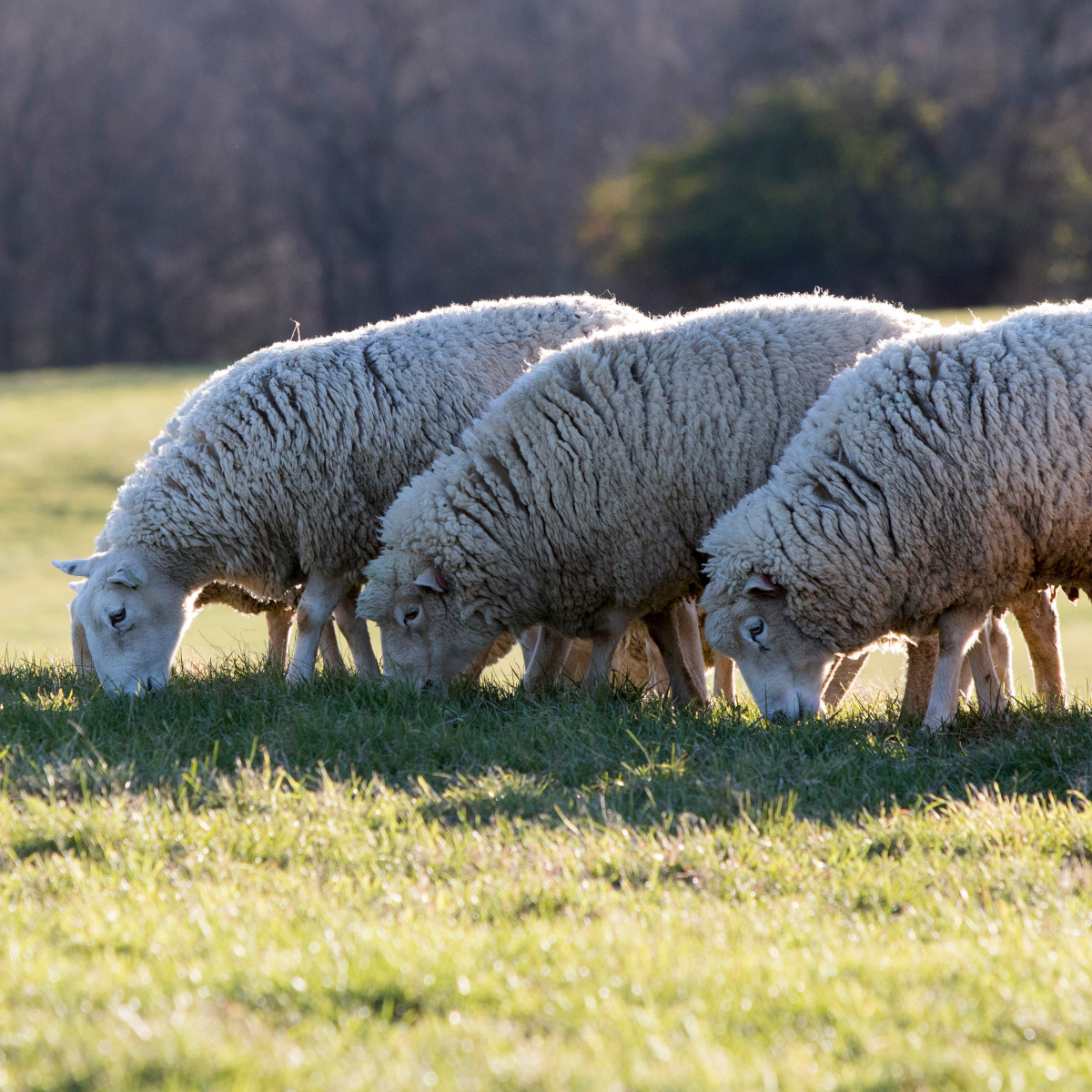 Ovine Meat Traits