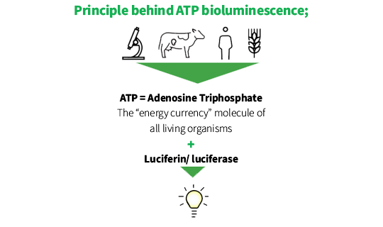 Your Guide to Adenosine Triphosphate (ATP) Testing