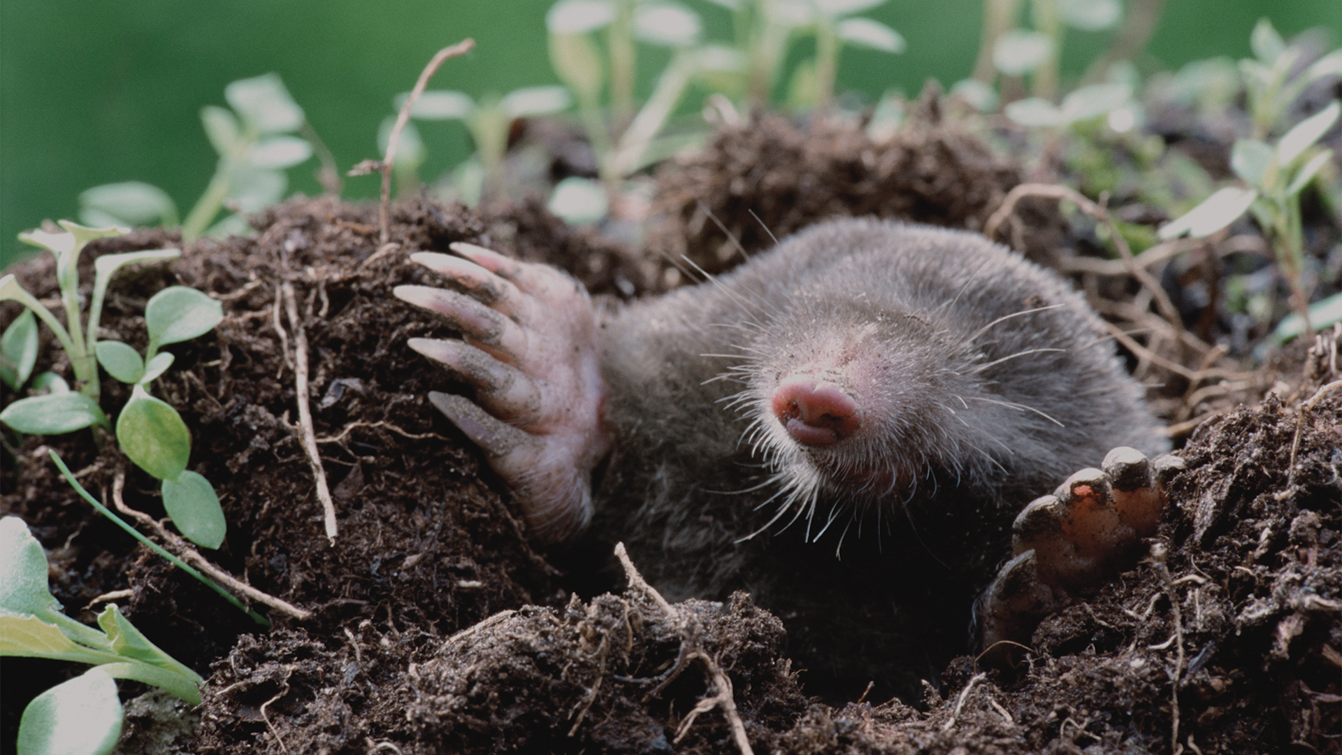 Professional Pest Management | Globally Trusted Solutions